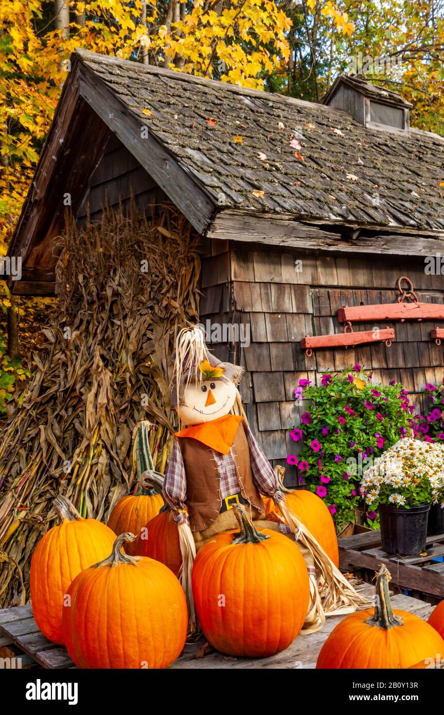 A pumpkin display at Ellie's Farm Market at Northfield, Vermont, USA ...