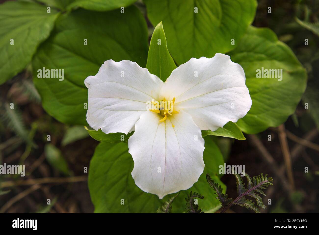 Large white trillium hi-res stock photography and images - Alamy