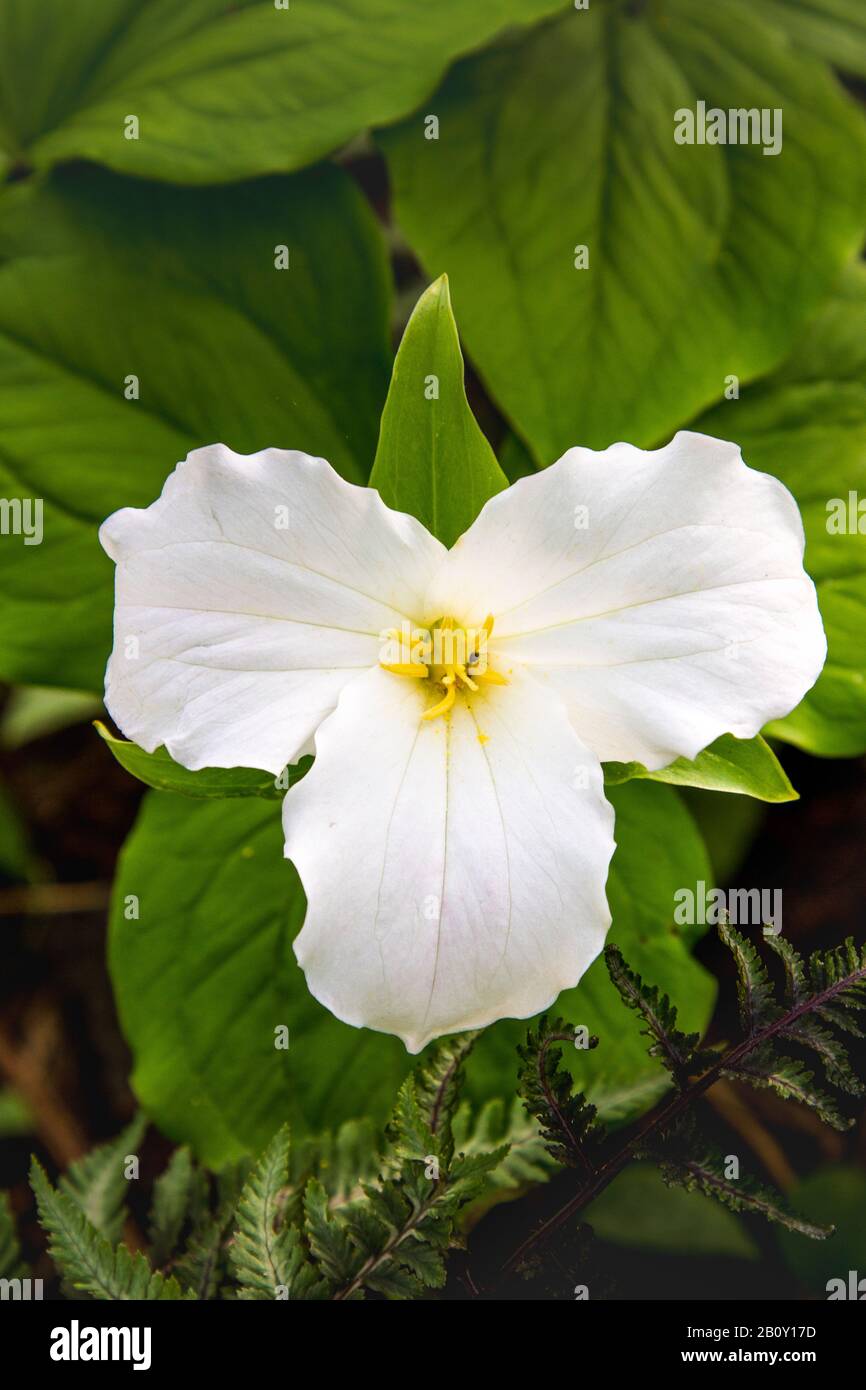 White Trillium High Resolution Stock Photography and Images - Alamy