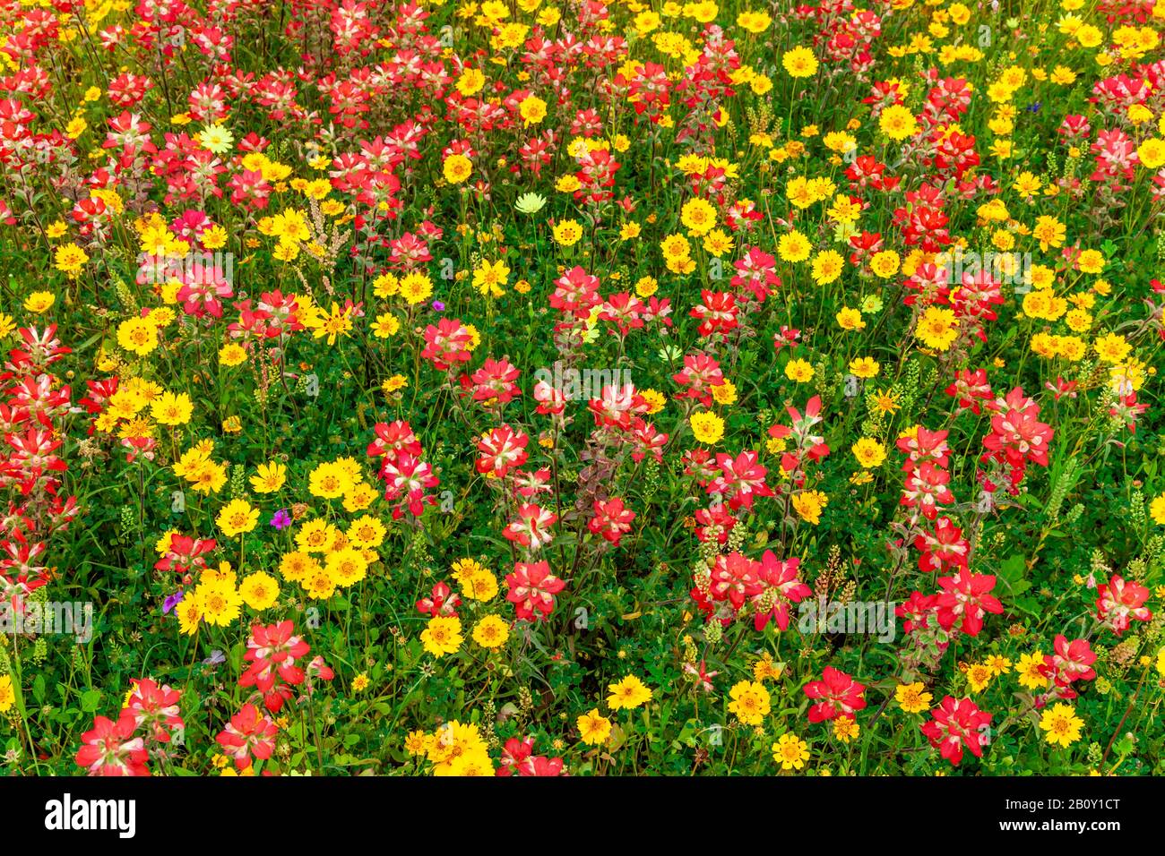 Texas spring wildflowers hi-res stock photography and images - Alamy