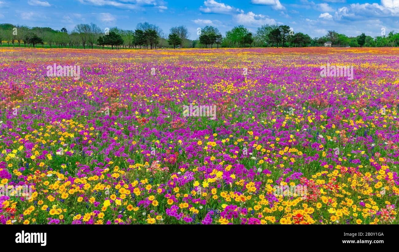 Texas flowers hi-res stock photography and images - Alamy