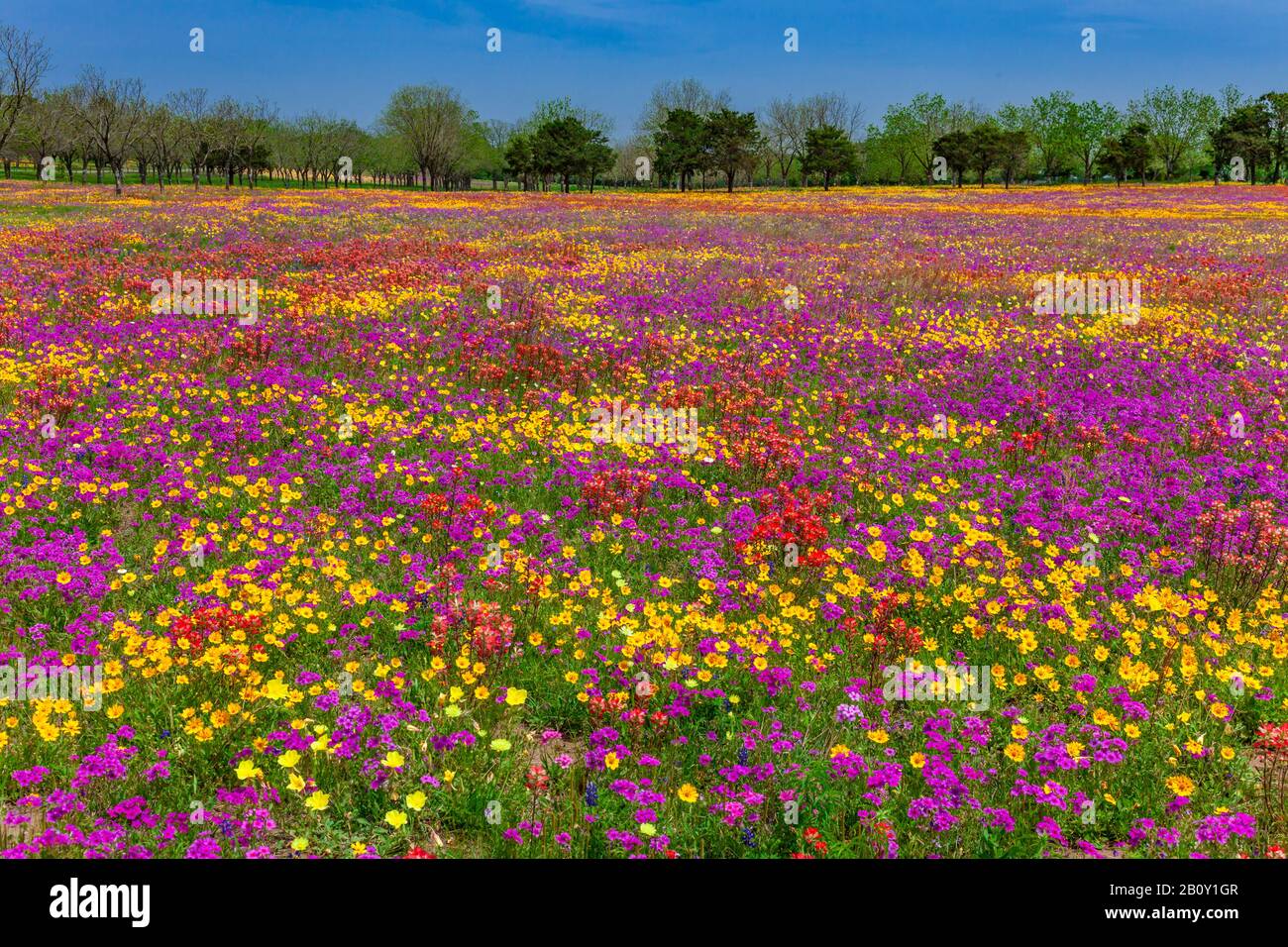 A field of spring wildflowers near San Antonio, Texas, USA Stock Photo ...