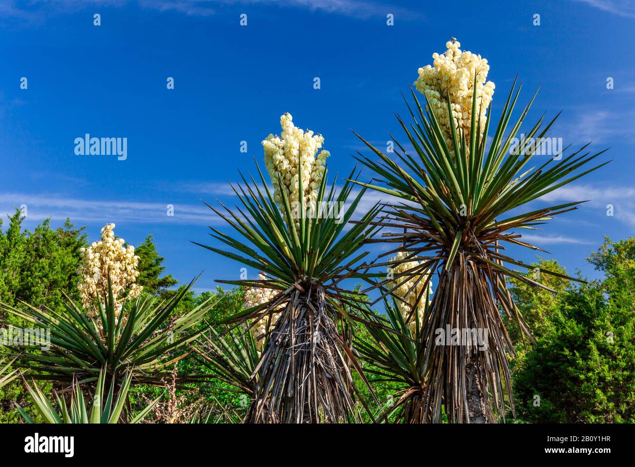 Yucca tree blooming hi-res stock photography and images - Alamy
