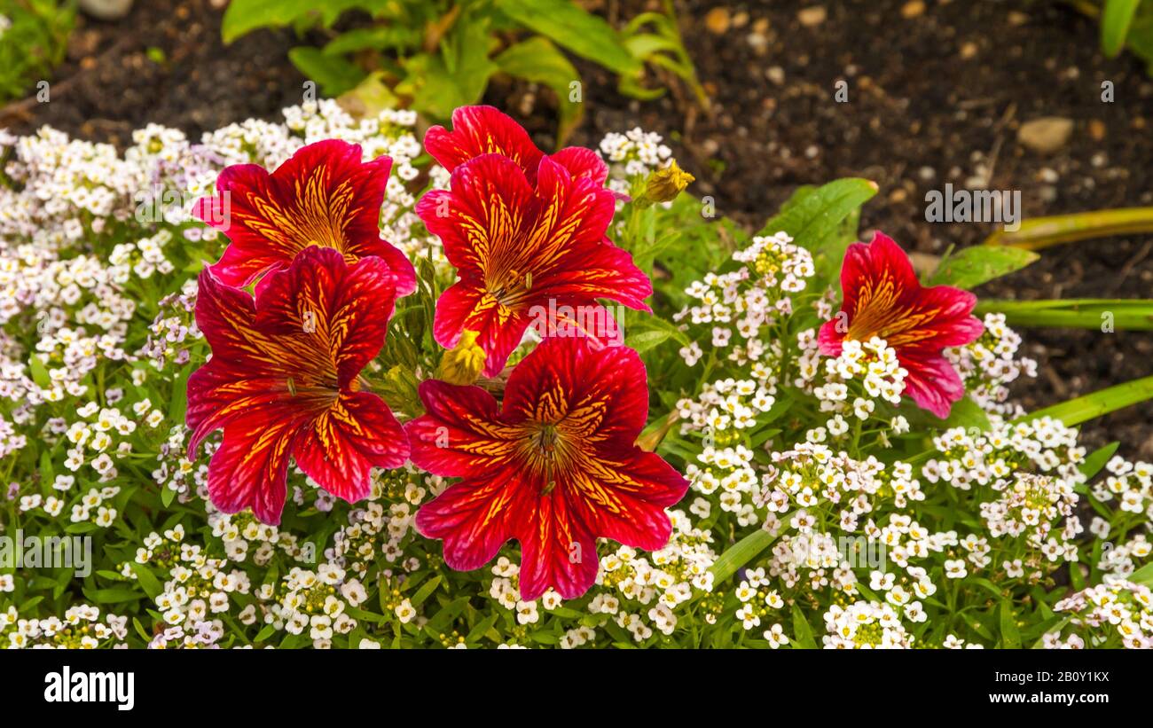 Peruvian lilies blooming in the English Gardens of Assiniboine Park ...