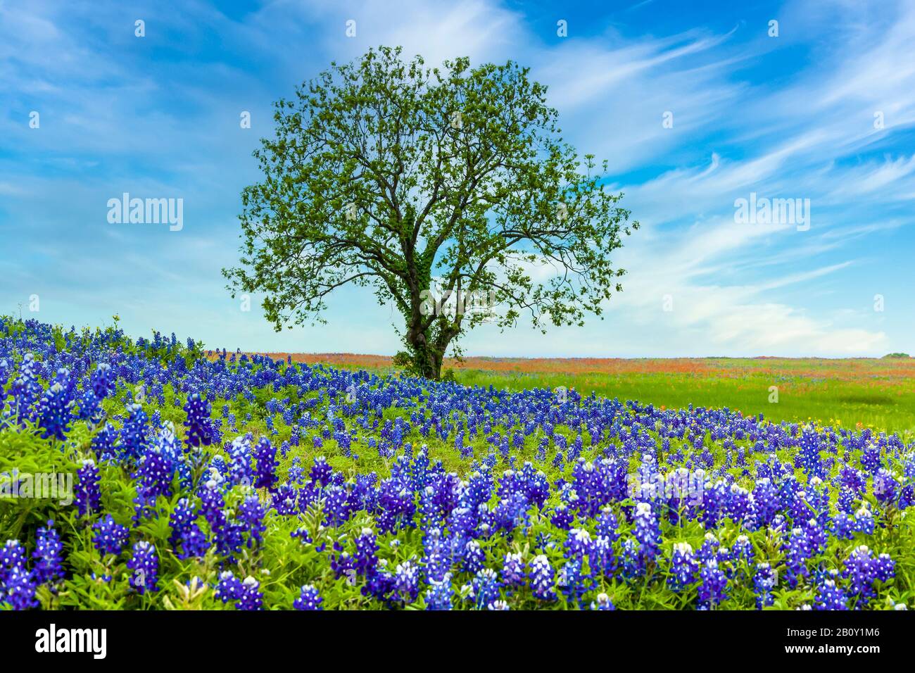 Bluebonnets texas usa hi-res stock photography and images - Alamy