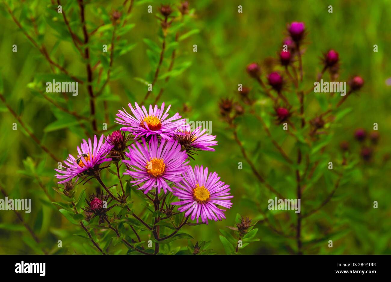 Asters Flower In A Grassland