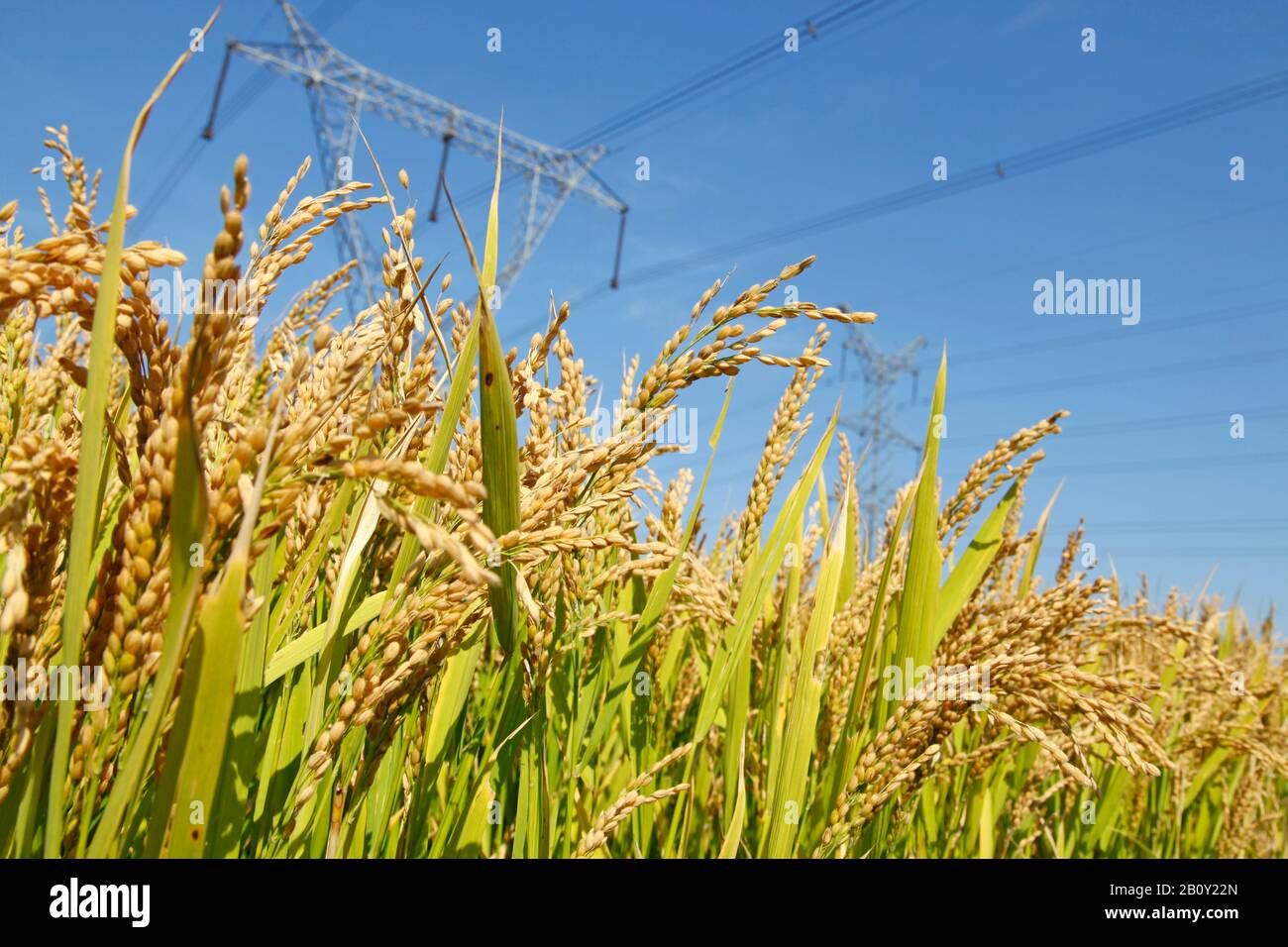 The rice in the field Stock Photo - Alamy