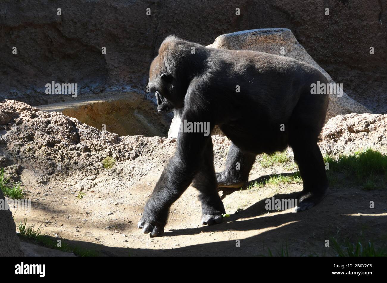 Los Angeles, California, USA 21st February 2020 A Western Lowland ...