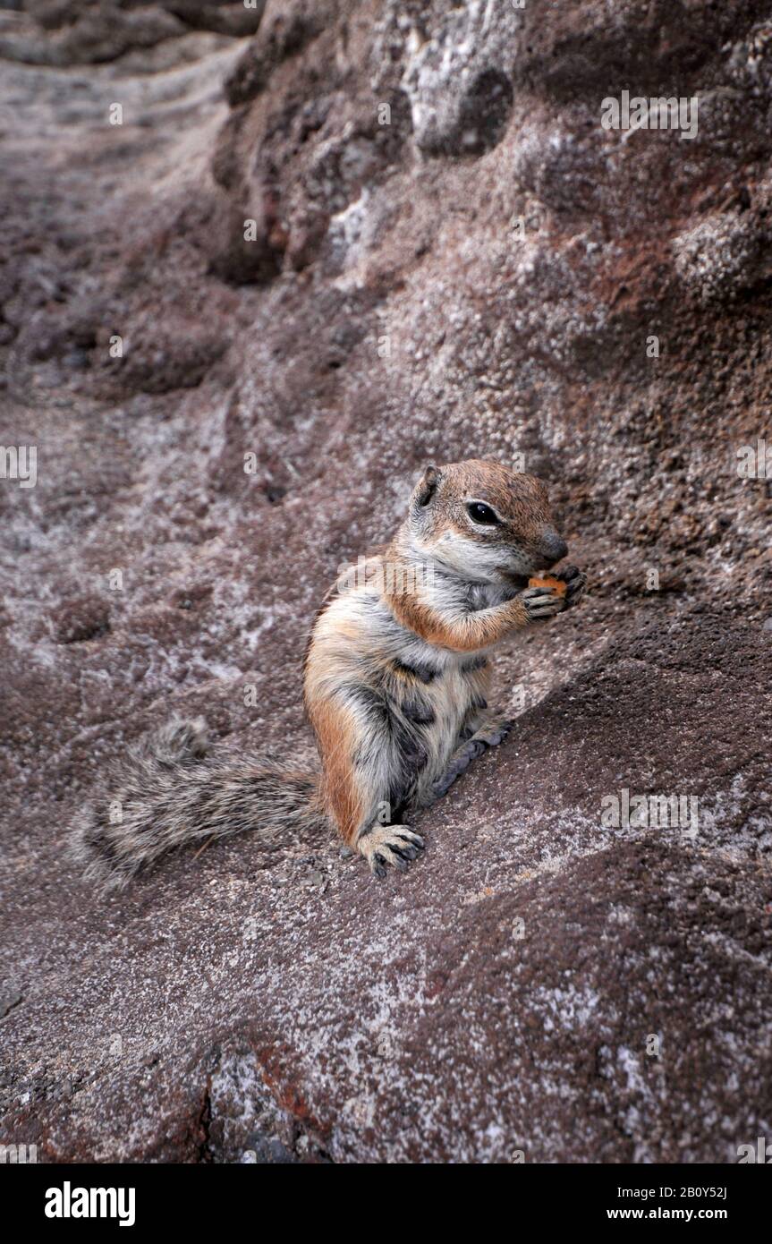 Iberian squirrel hi-res stock photography and images - Alamy