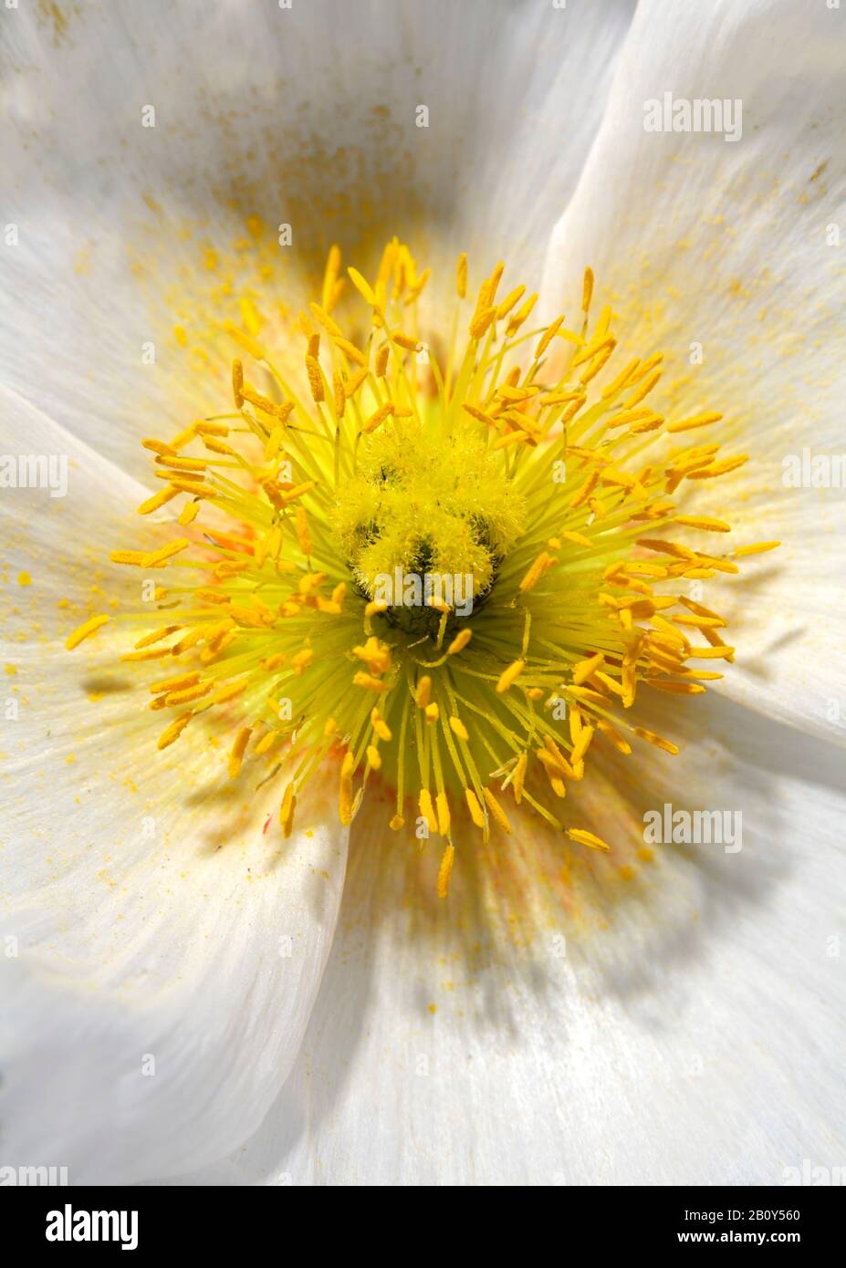 White Poppy High Resolution Stock Photography and Images - Alamy