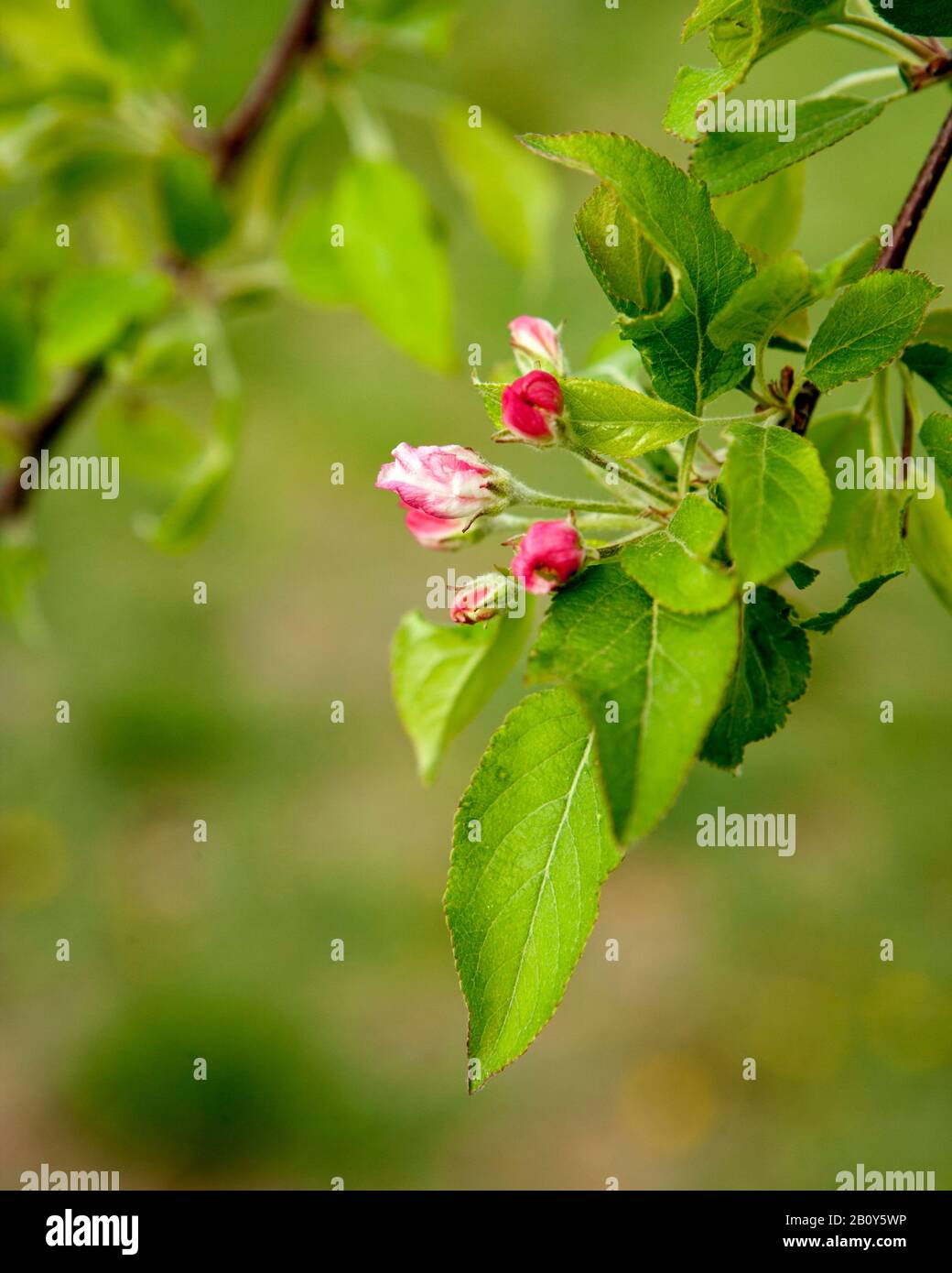 Apple tree blossoming Stock Photo - Alamy