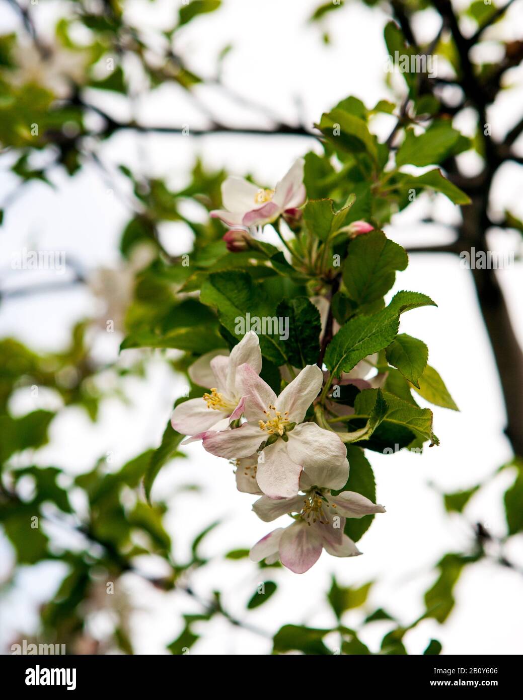 Apple tree blossoming Stock Photo - Alamy