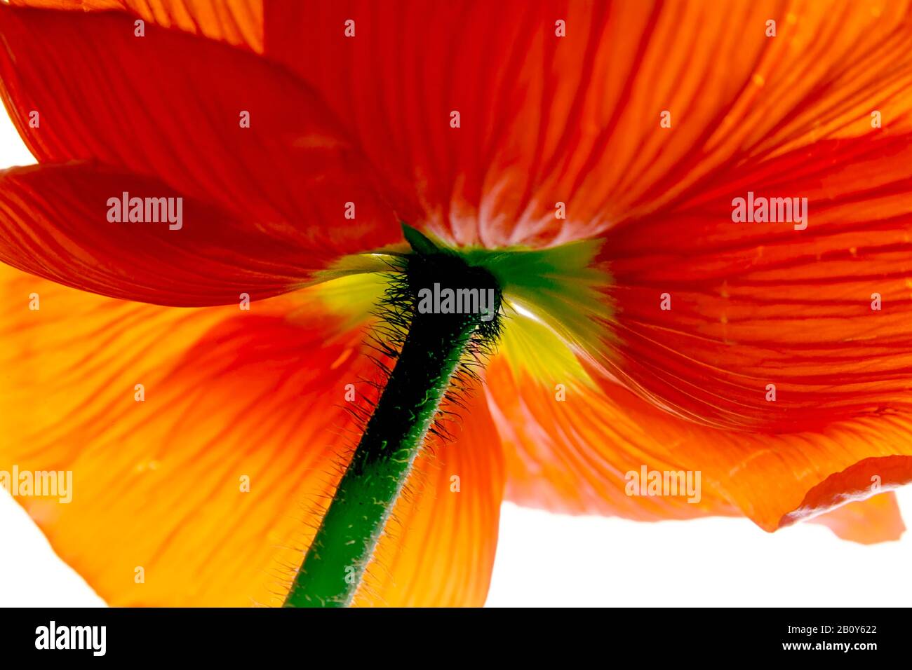 Poppy, Papaver rhoeas Stock Photo - Alamy