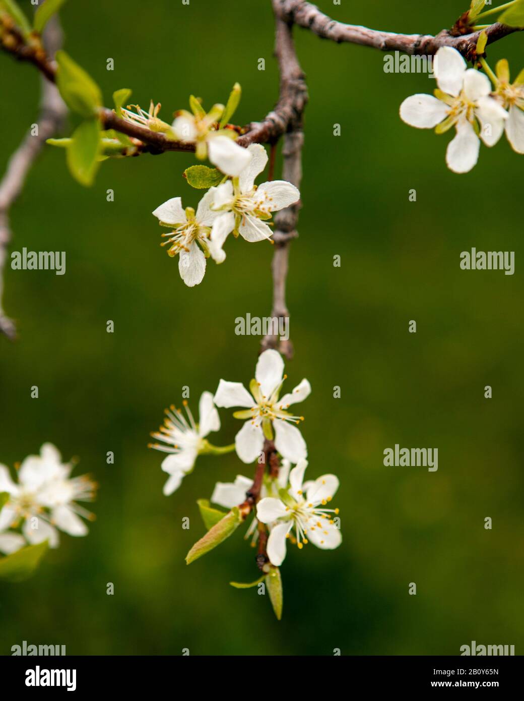 Apple tree blossoming Stock Photo - Alamy
