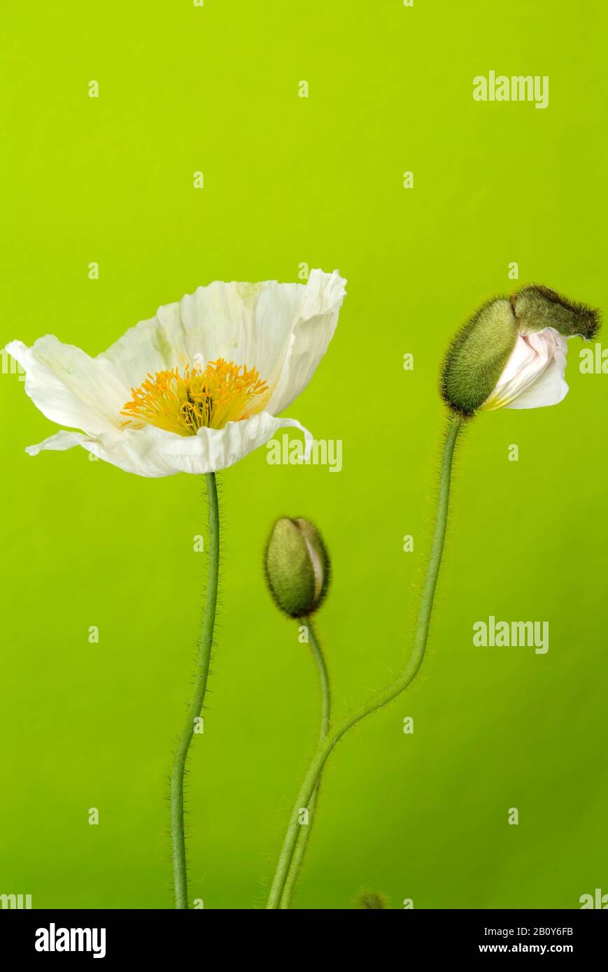 White Poppy High Resolution Stock Photography and Images - Alamy