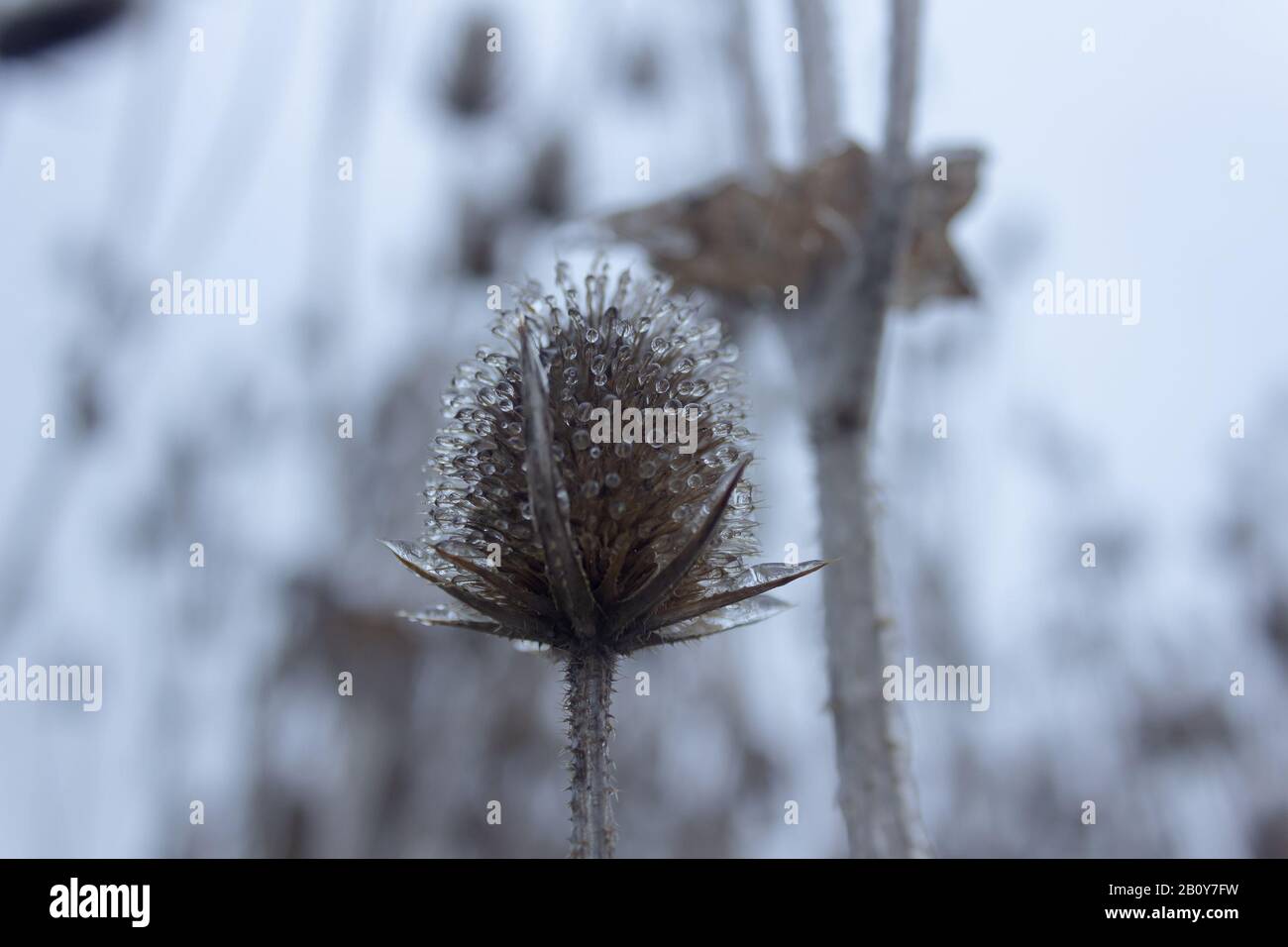 It was a beautiful and frigid winter morning, when I discovered frozen ...