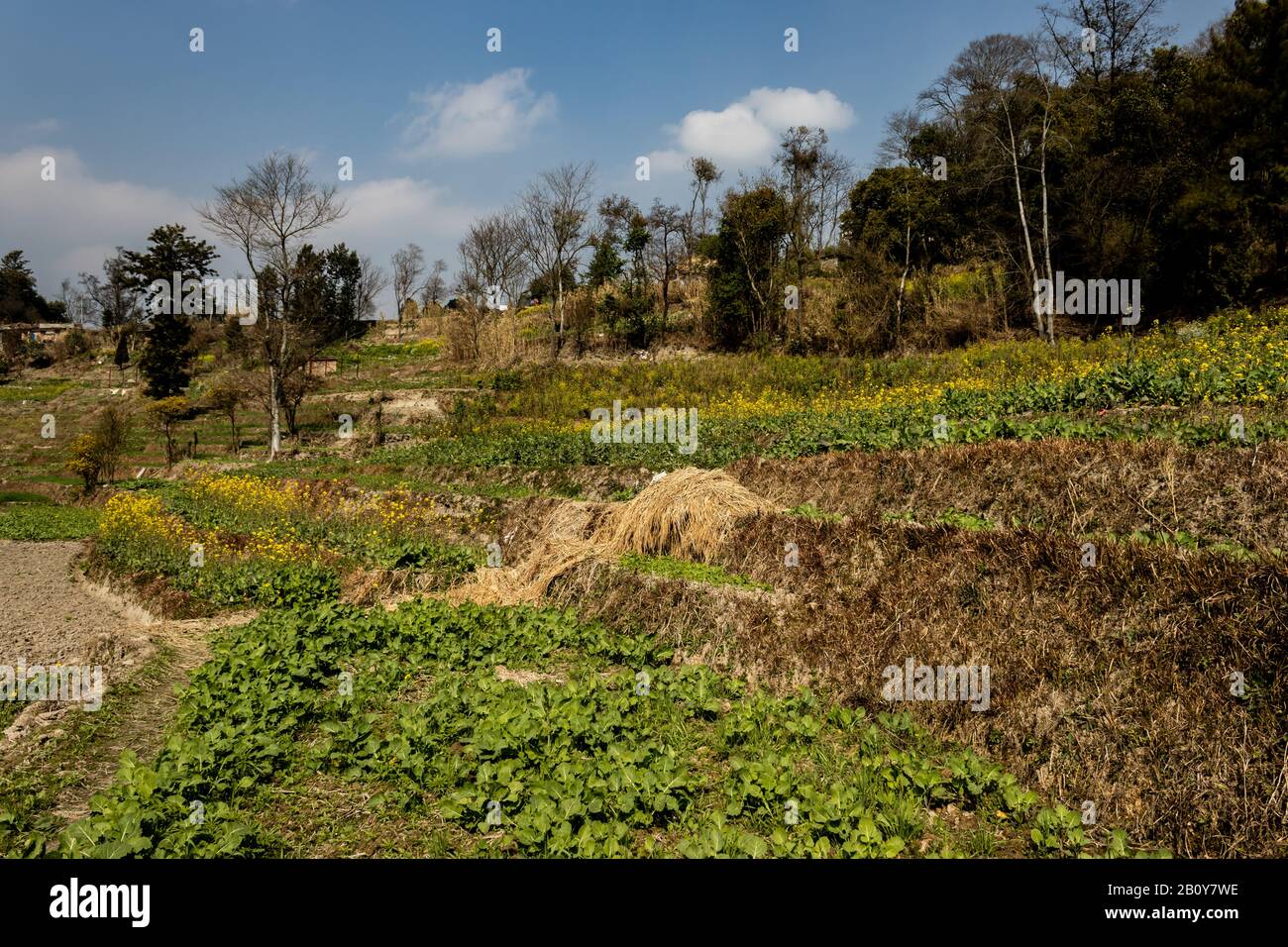 Plantations of various vegetables and the collection of hay in the ...