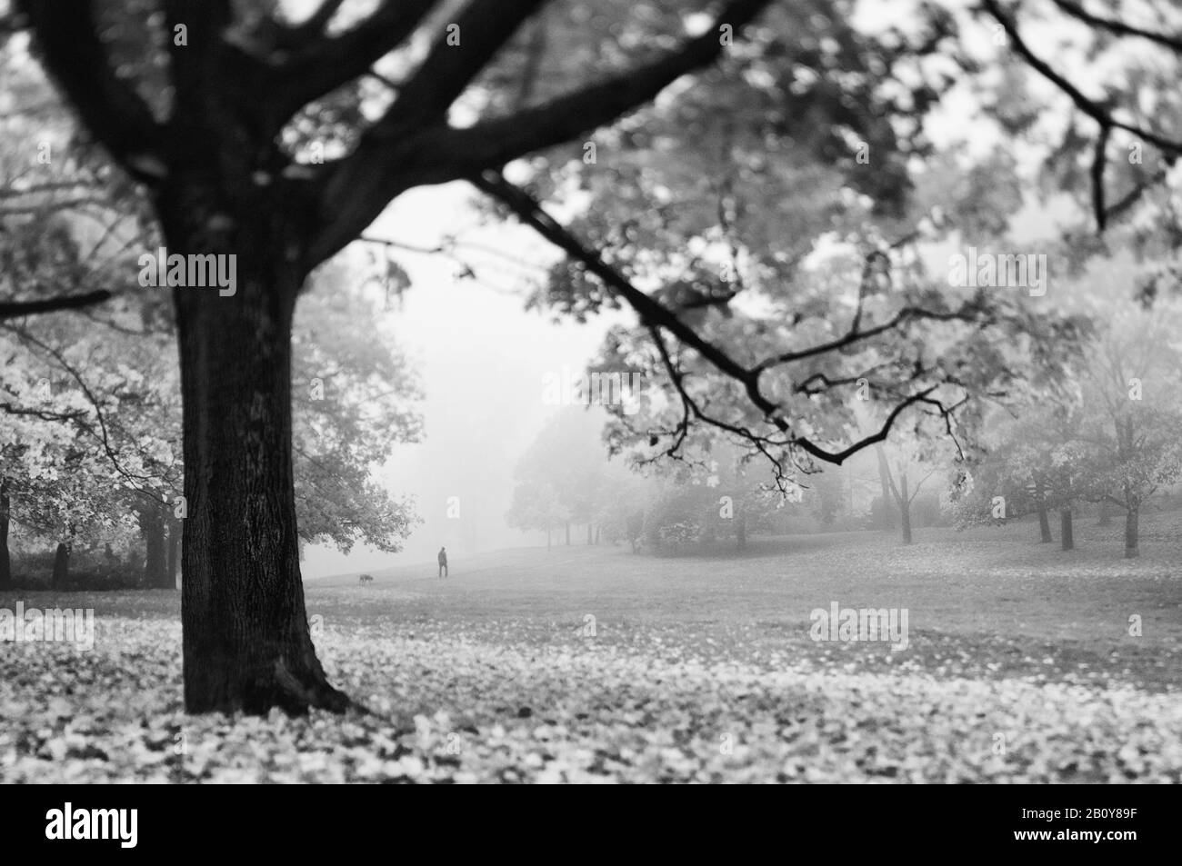 Tree in the mist Stock Photo - Alamy