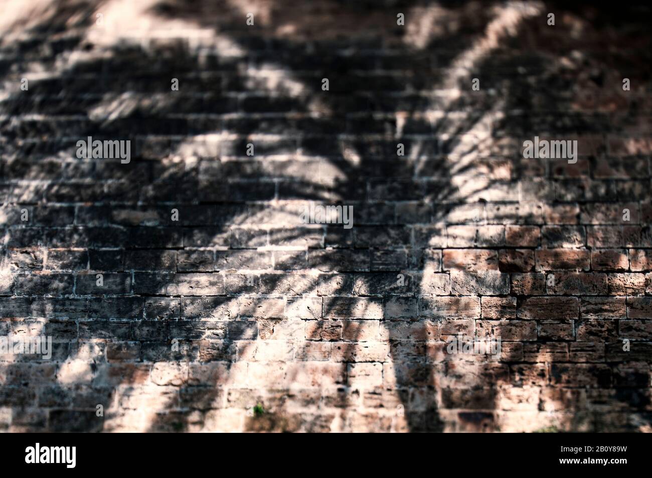 Shadow of a palm tree Stock Photo - Alamy