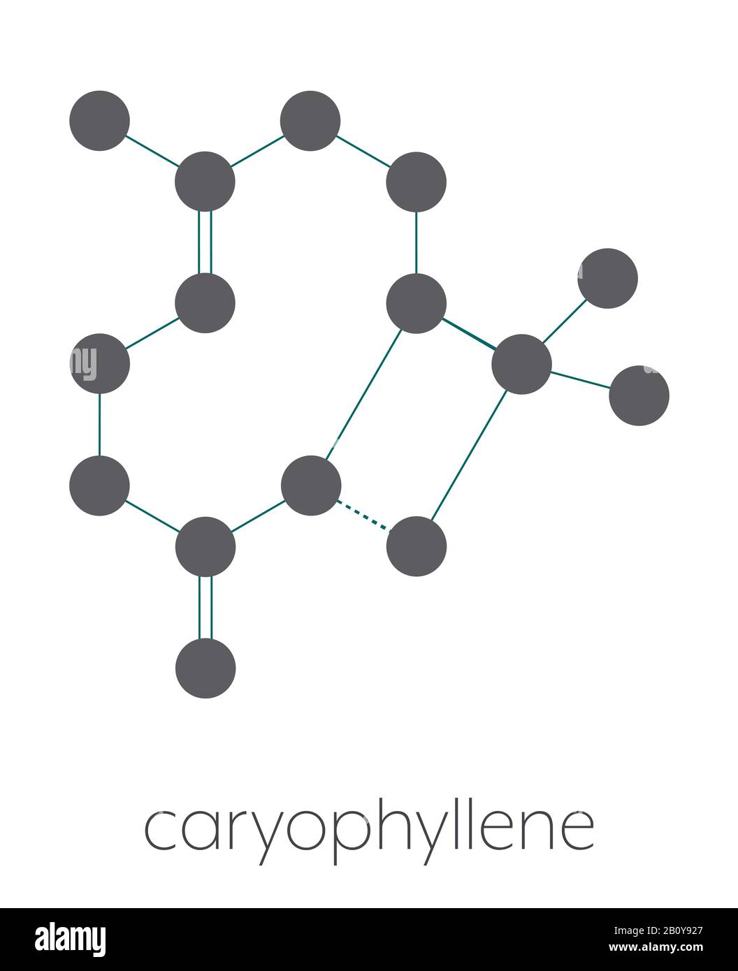 Caryophyllene molecule, illustration Stock Photo - Alamy