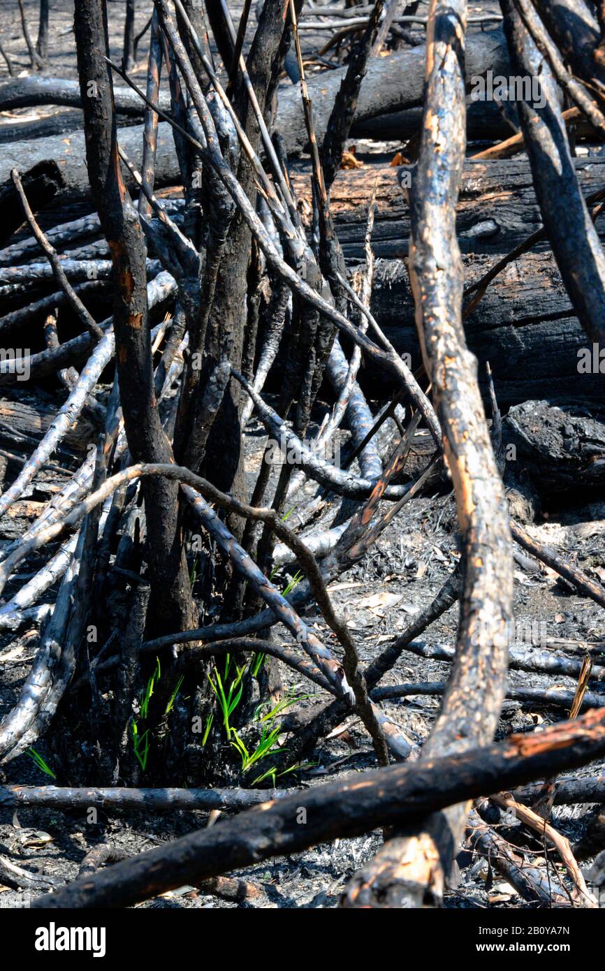 Nature fights back, following the Australian bushfires Stock Photo - Alamy