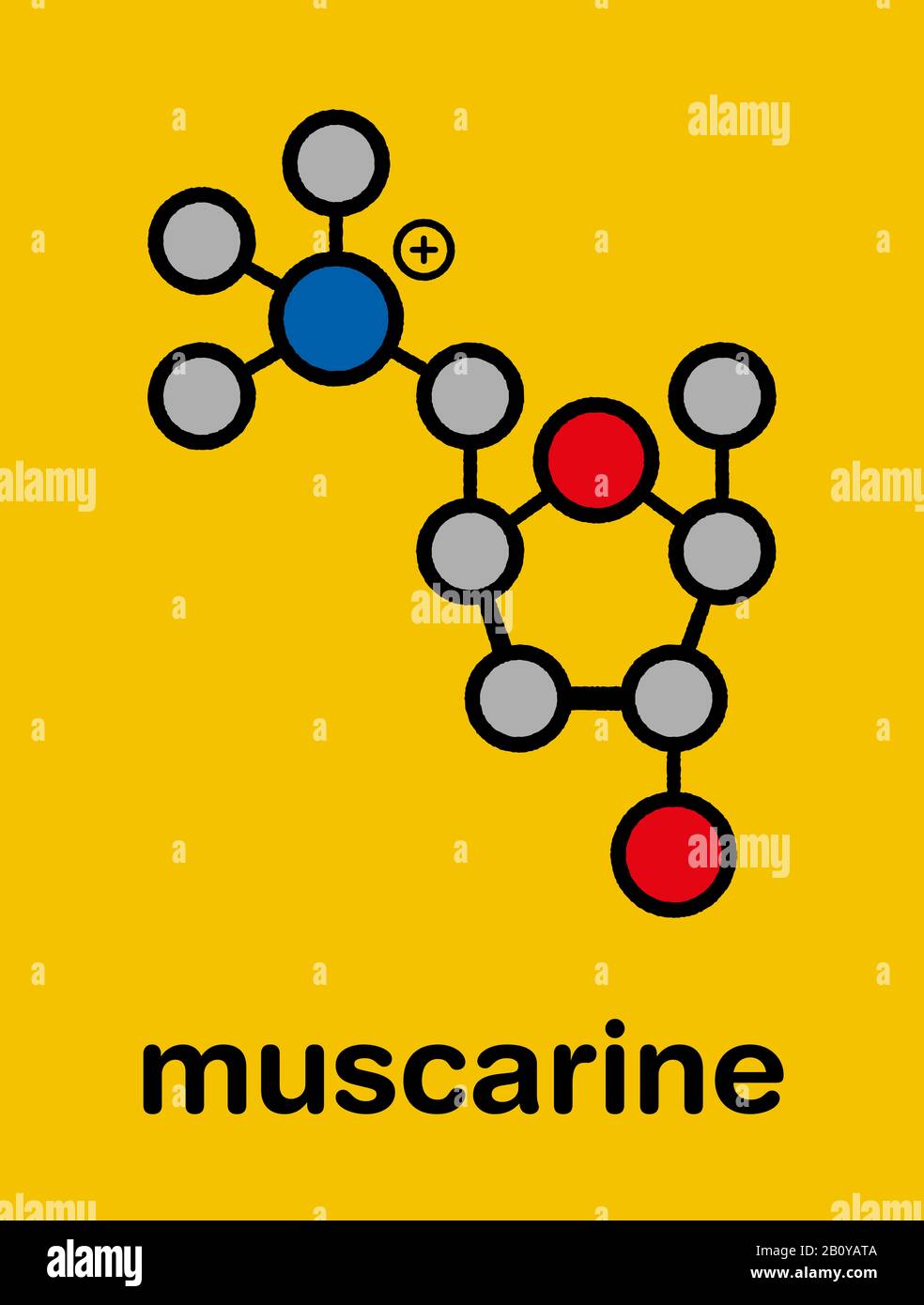 Muscarine mushroom toxin molecule, illustration Stock Photo - Alamy