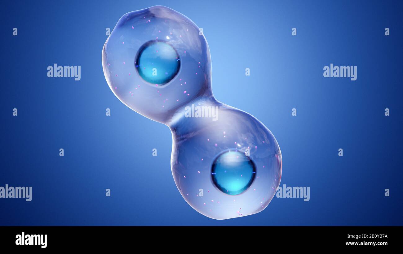Cell division, illustration Stock Photo - Alamy