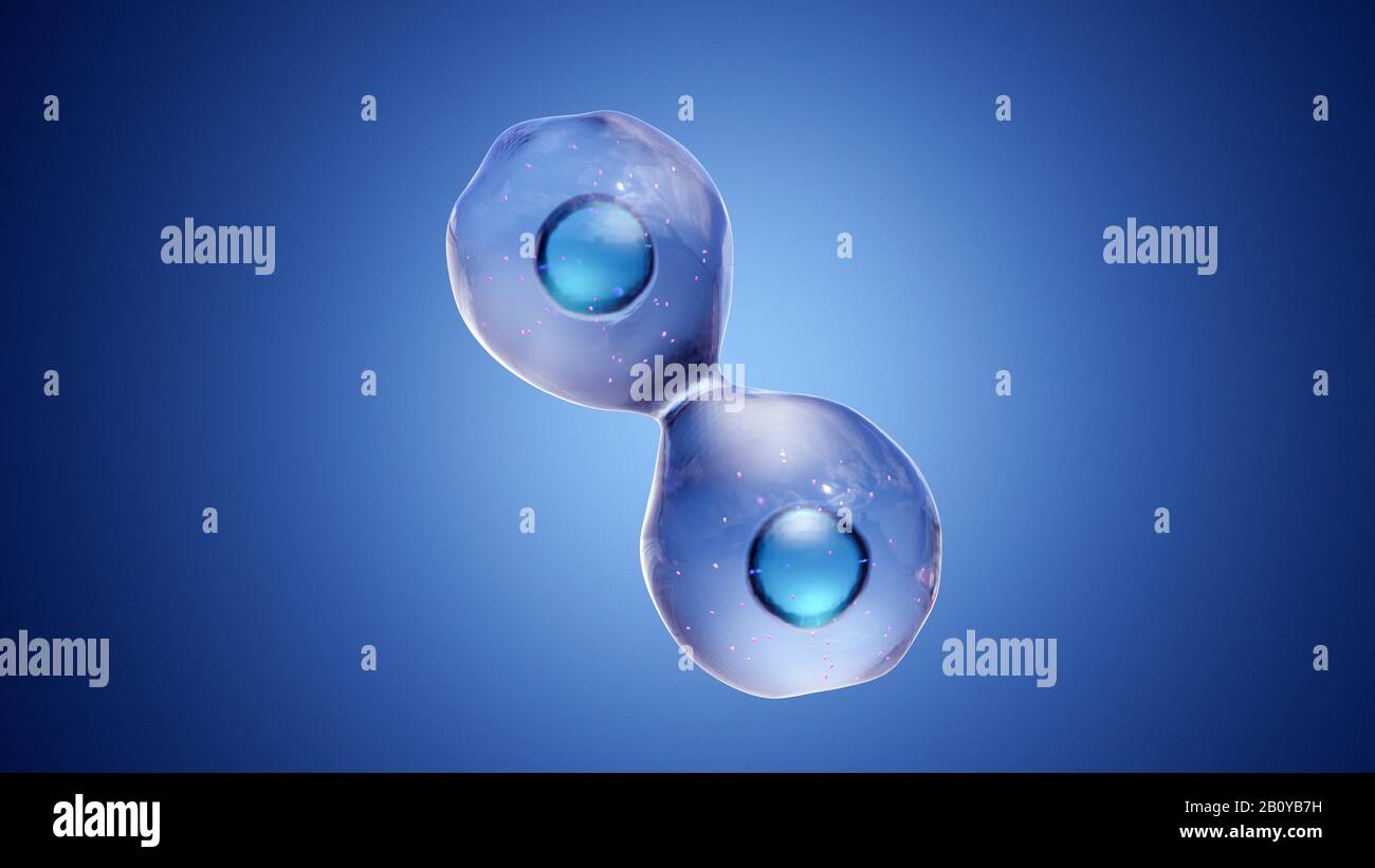 Cell division, illustration Stock Photo - Alamy