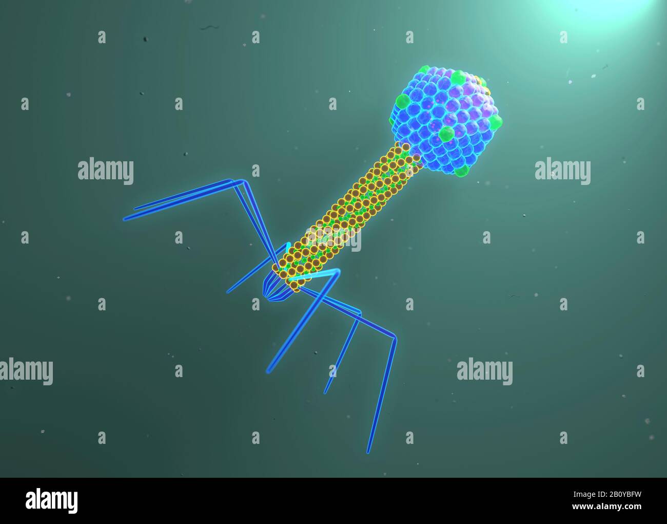 Bacteriophage therapy hi-res stock photography and images - Alamy