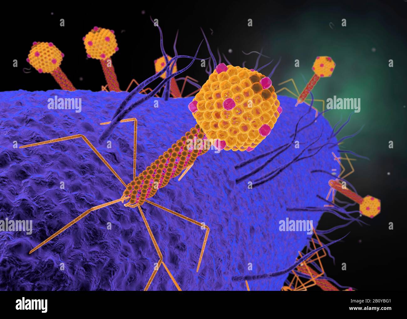 Bacteriophages attacking bacteria, illustration Stock Photo - Alamy