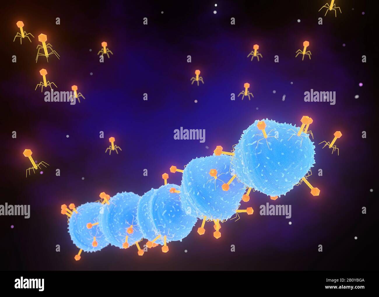 Bacteriophages attack Streptococcus bacteria, illustration Stock Photo ...