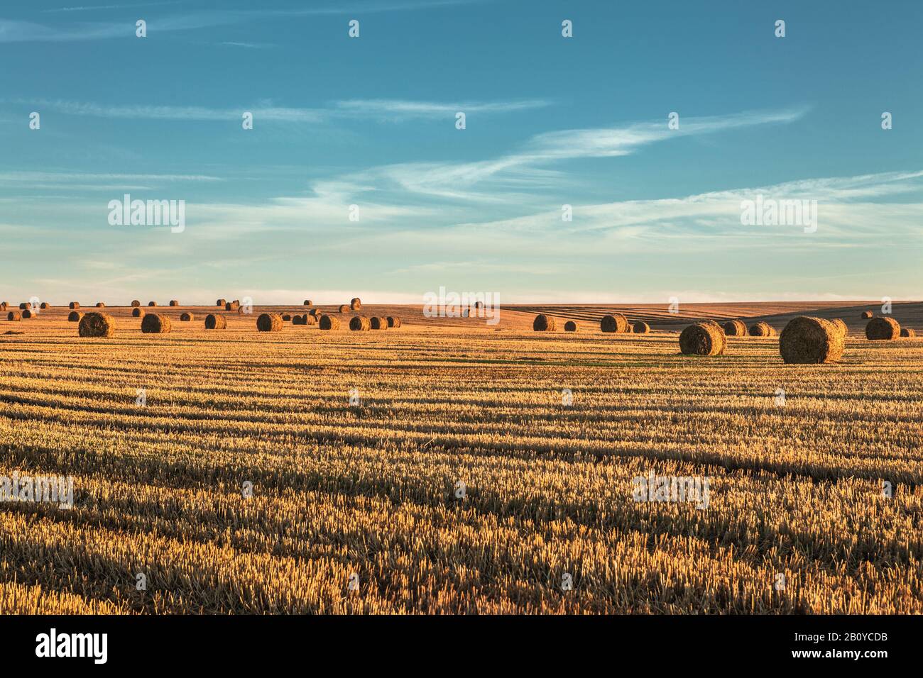 Field with hay bales Stock Photo - Alamy