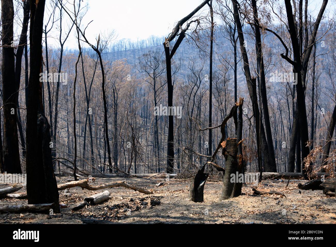 Little left for the animals following the Australian bushfires Stock ...