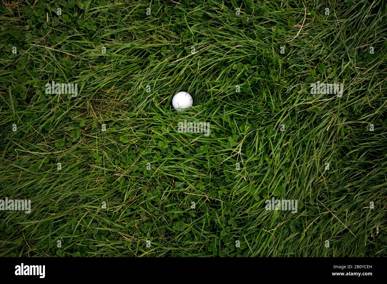 Golf ball on the rough, long grass, golf course Stock Photo - Alamy