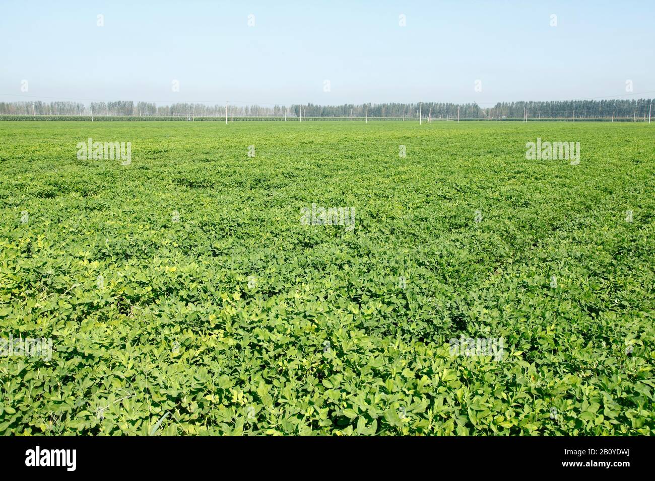 Rows of peanuts hi-res stock photography and images - Alamy