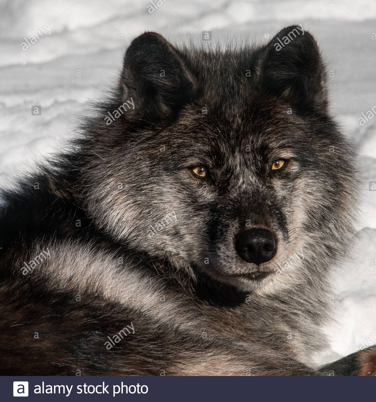 Haliburton Wolf Center High Resolution Stock Photography and Images - Alamy
