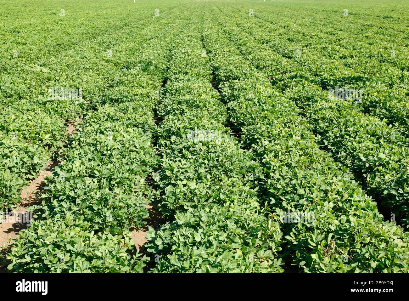 Rows of peanuts hi-res stock photography and images - Alamy