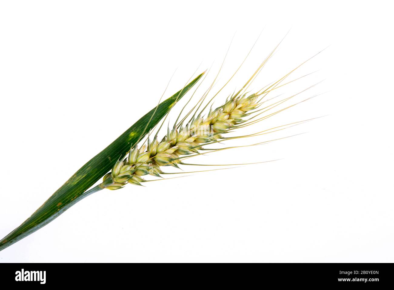 ear of wheat Stock Photo - Alamy
