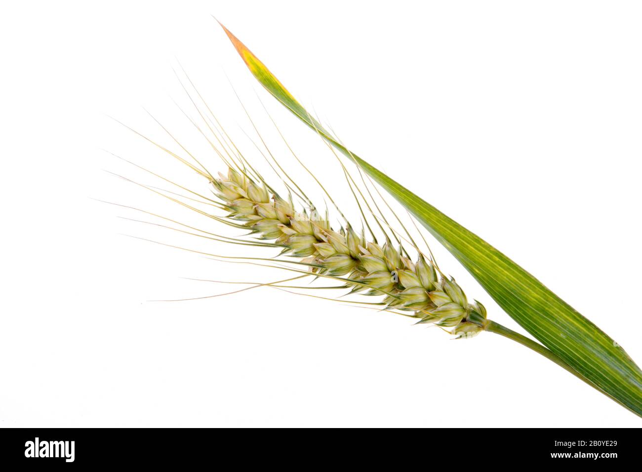 ear of wheat Stock Photo - Alamy