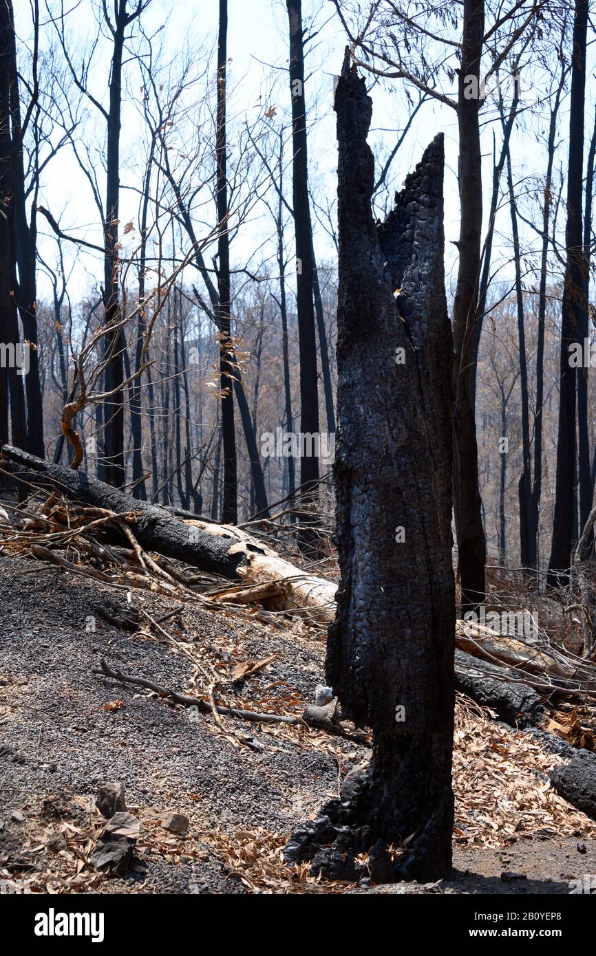 Almost nothing left of this tree, totally consumed by the bushfires ...