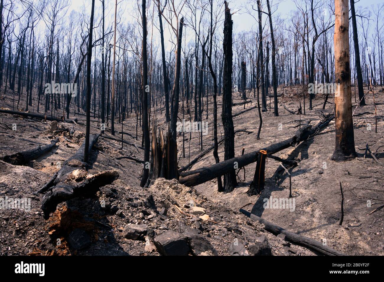 Burnt out Australian forest following the summer of fire Stock Photo ...