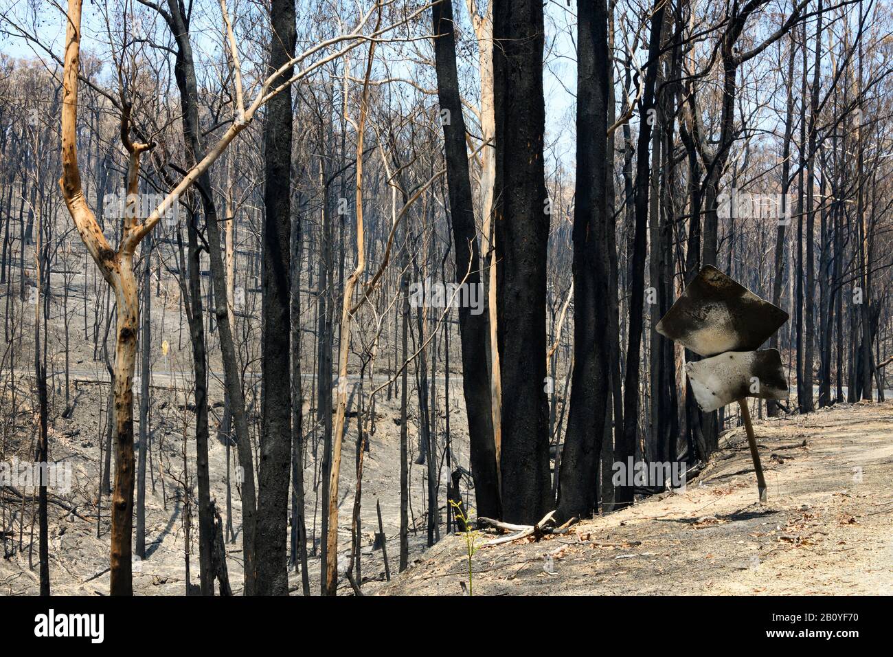 The devastation in the bush following the Australian summer of ...