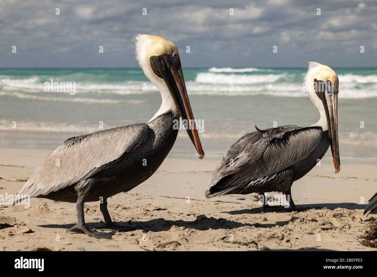 Brown pelican family on the beach, ocean waves and clouds in background ...