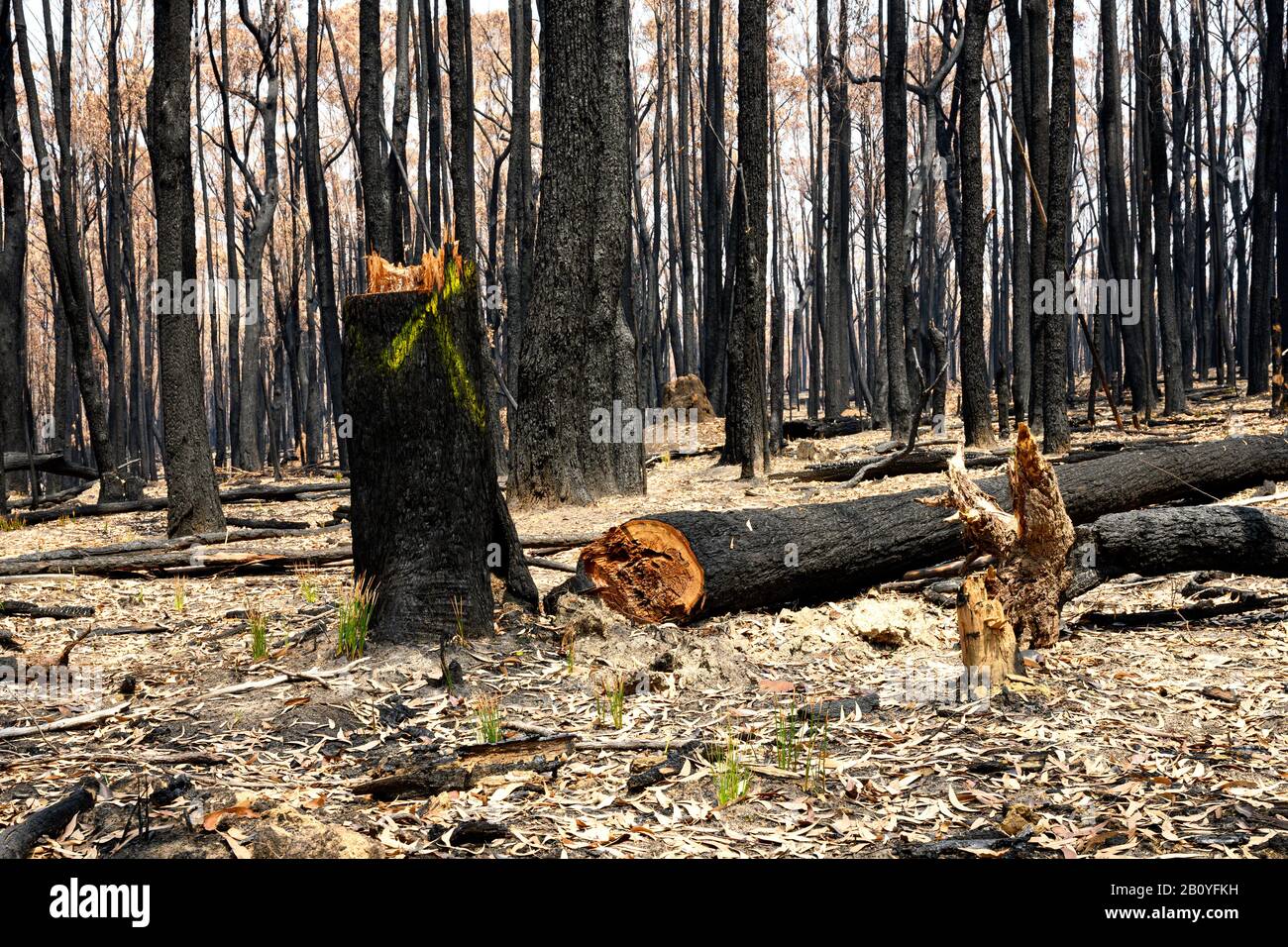 Australian bushfire recovery hi-res stock photography and images - Alamy