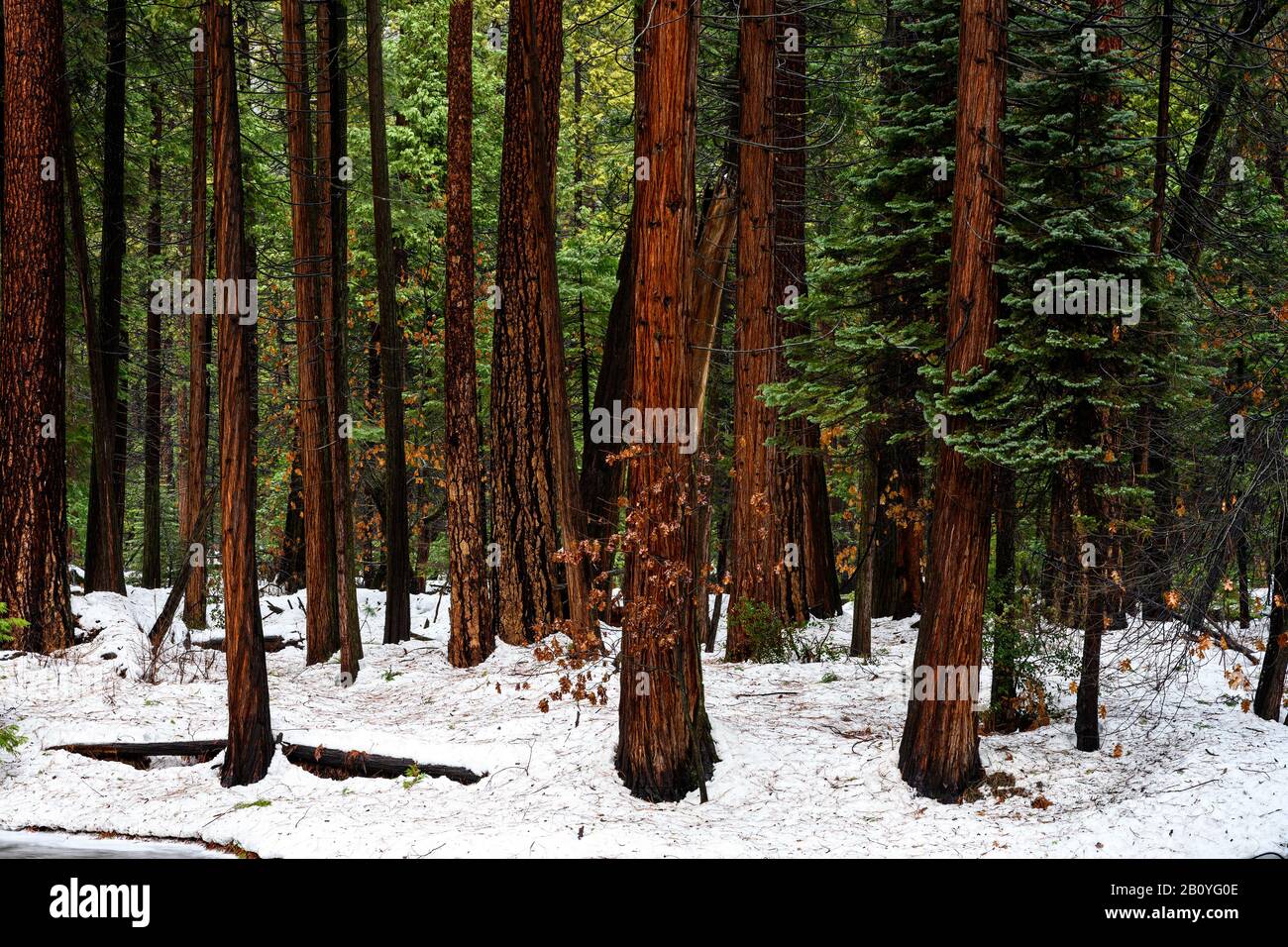 Redwoods in snow hi-res stock photography and images - Alamy