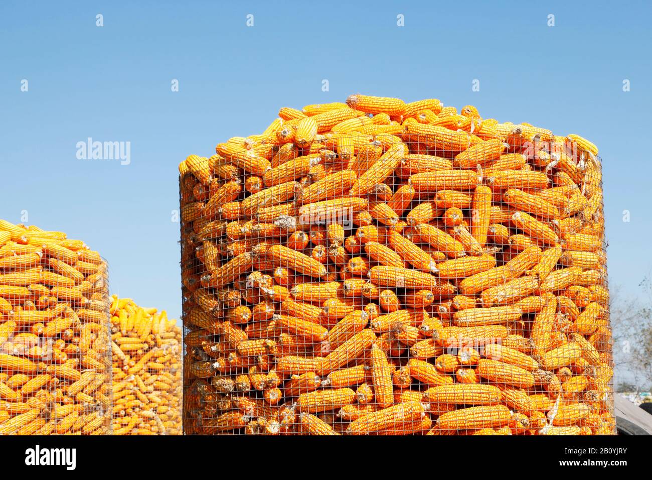 The corn crop, stacked together Stock Photo - Alamy