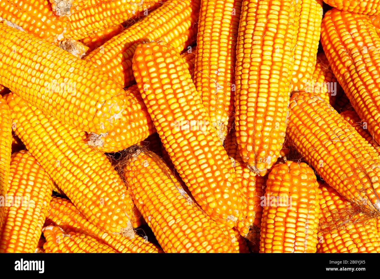 The corn crop, stacked together Stock Photo - Alamy