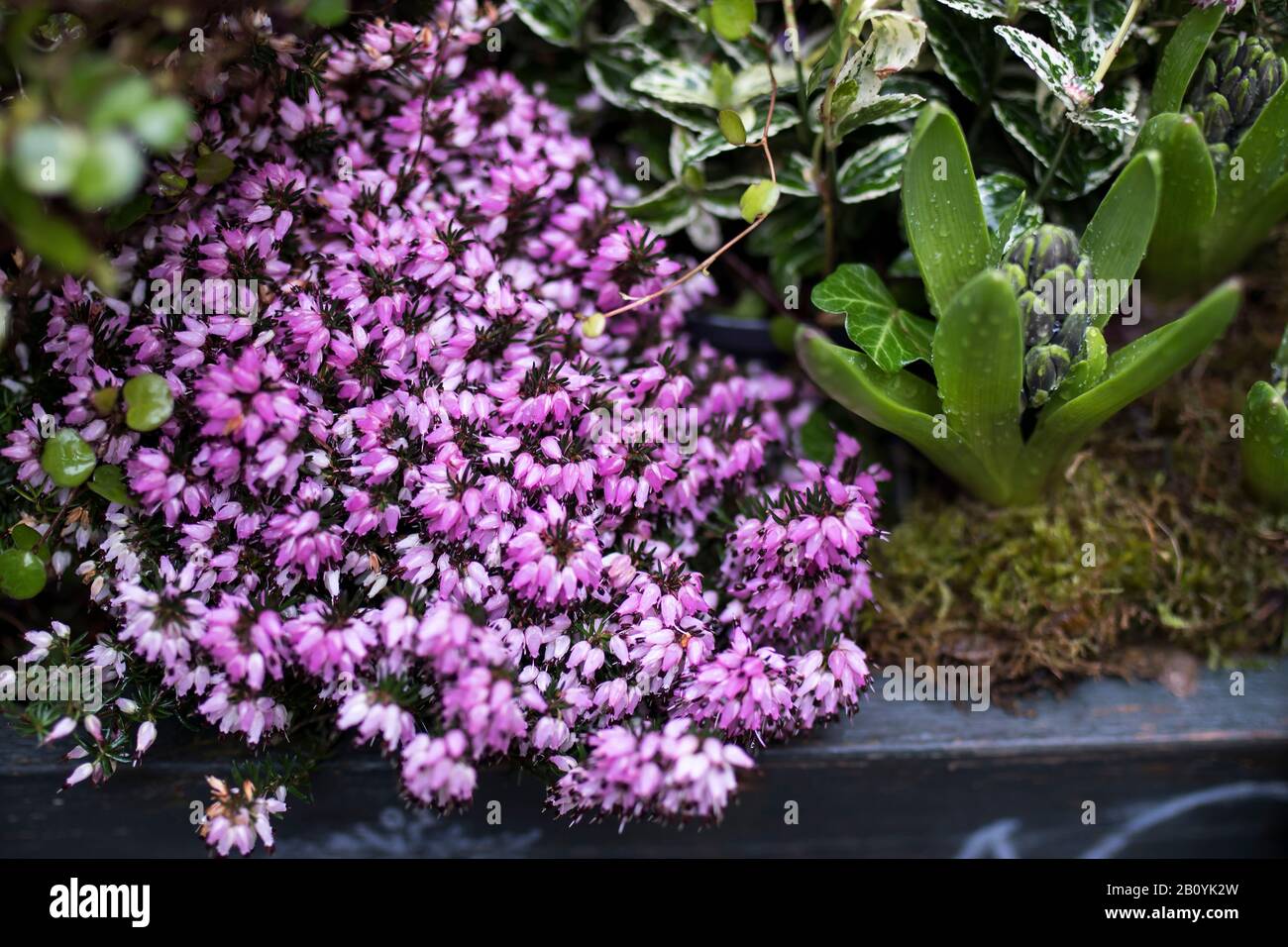 Beautiful card from lilac heather with ivy and hyacinths Stock Photo ...