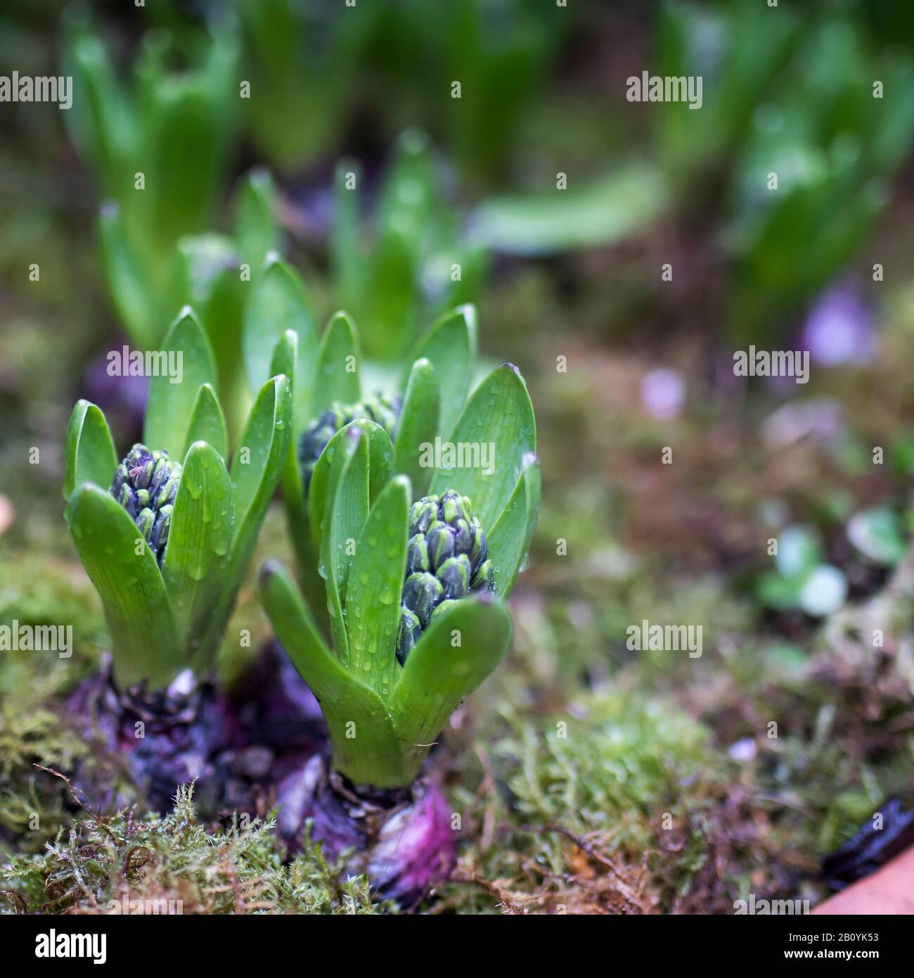 Unblown hyacinth buds in raindrops as a decoration of the garden Stock ...