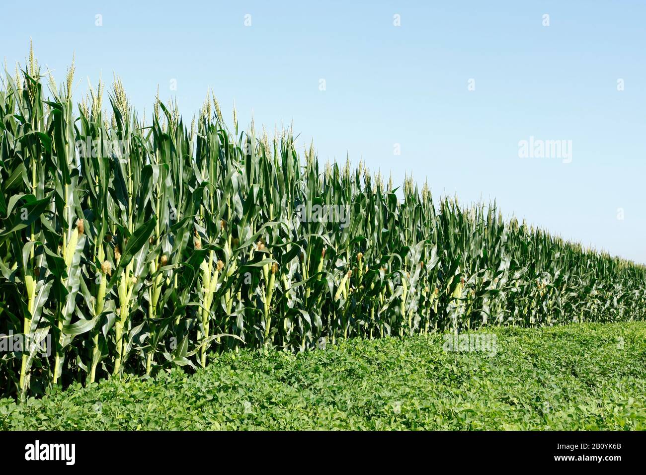 Summer corn fields hi-res stock photography and images - Alamy